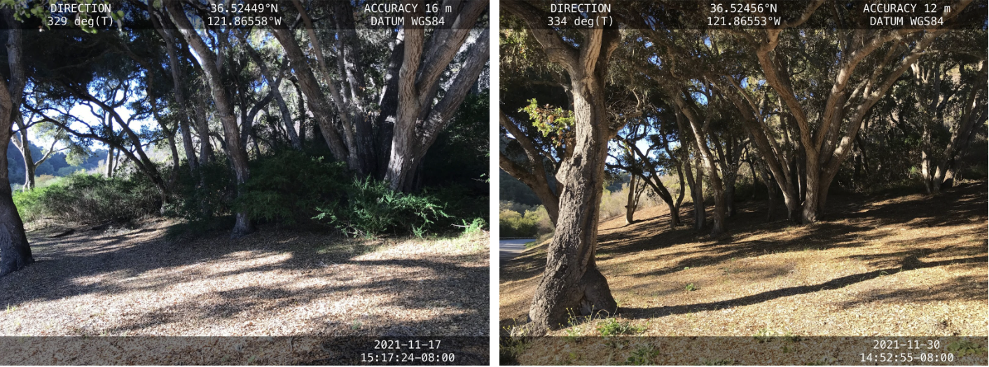 Shaded Fuel Breaks – Tending The Land