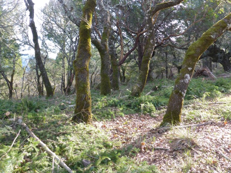 Lop & Scatter – Tending The Land